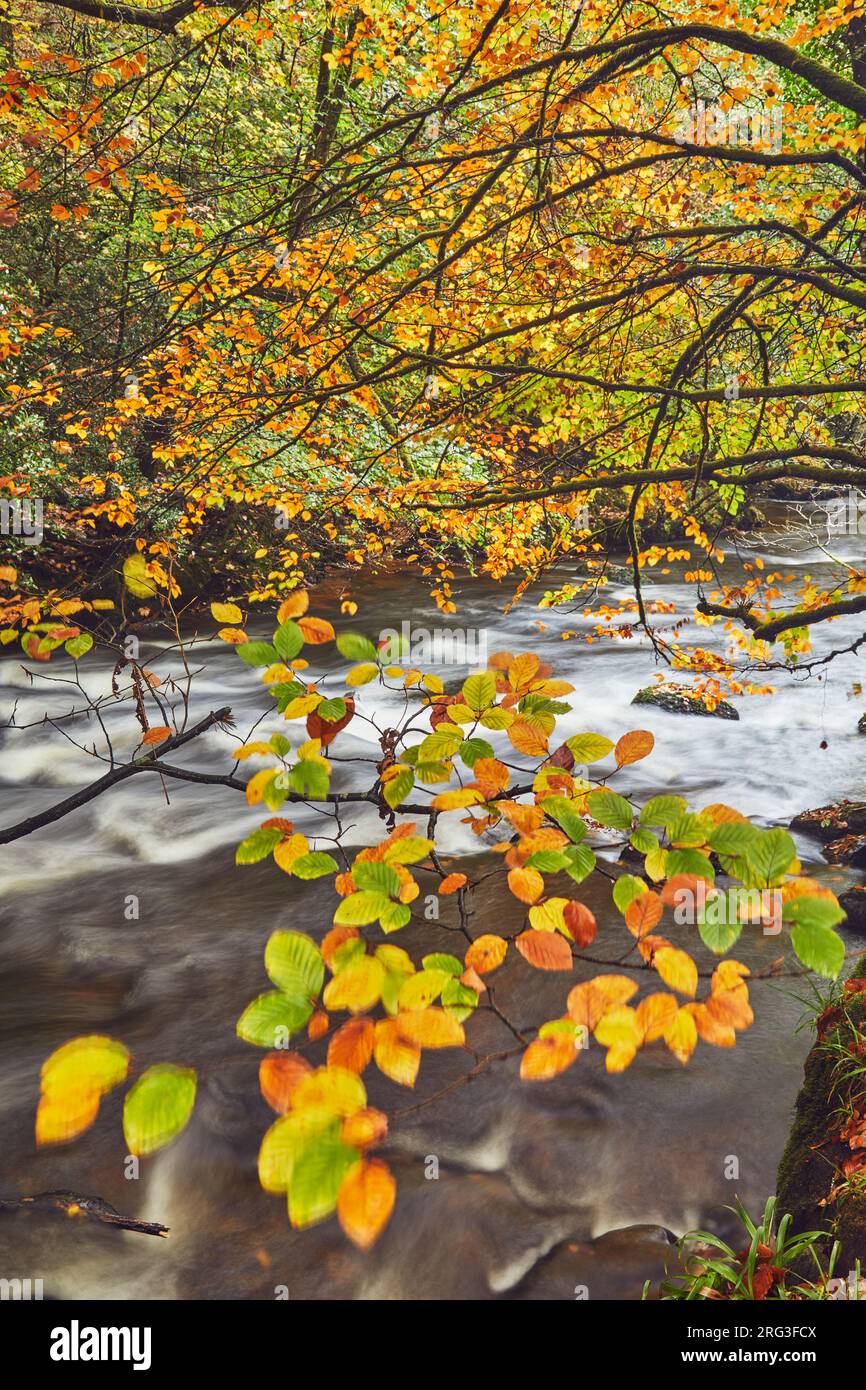 Beech trees in autumn colour hang over the River Teign as it flows ...
