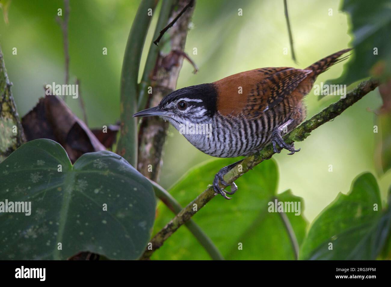 Bay Wren (Cantorchilus nigricapillus) at Rio Claro Canyon Reserve ...