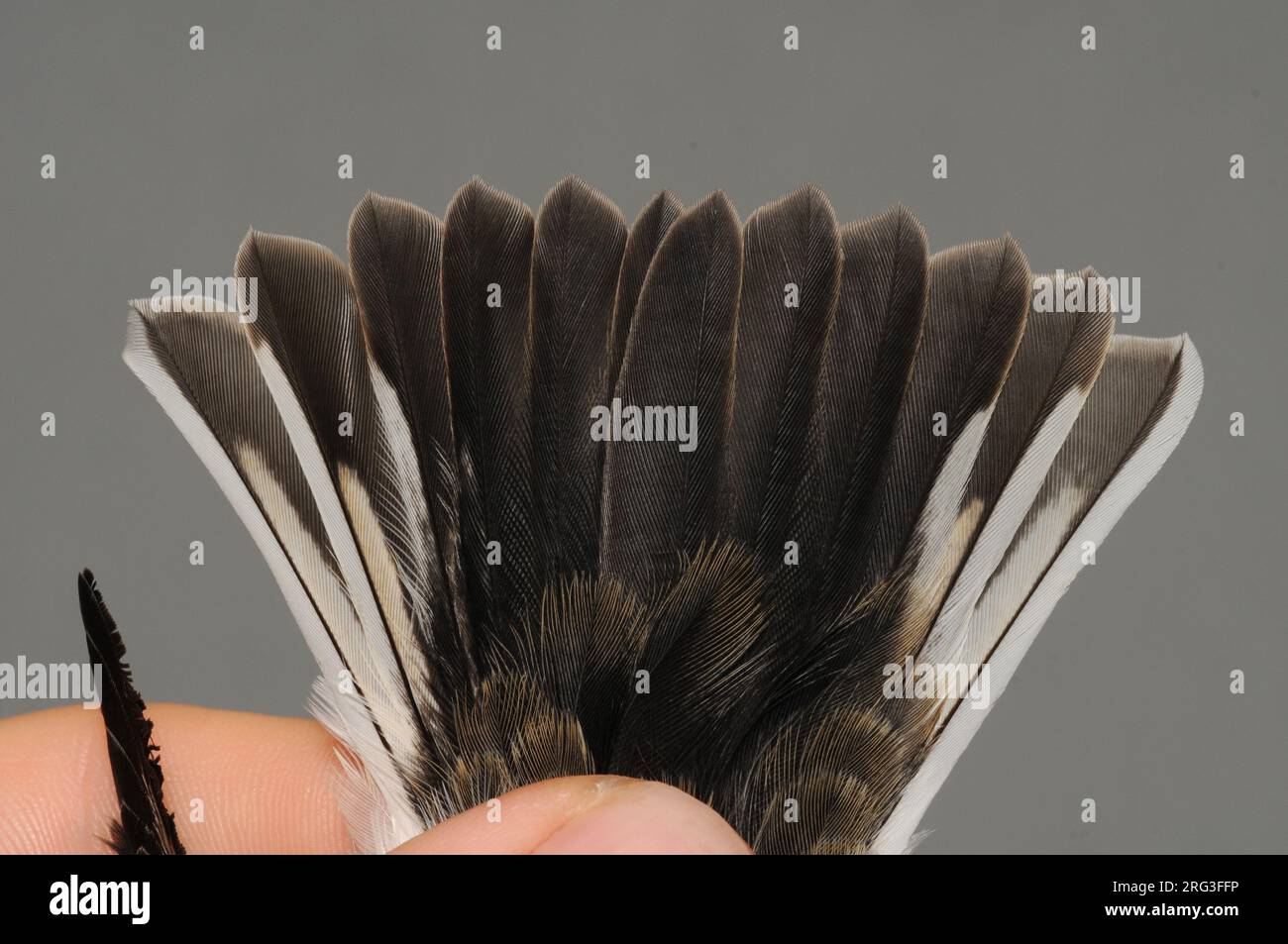 Tail of a first-winter Collared Flycatcher (Ficedula albicollis) caught ...