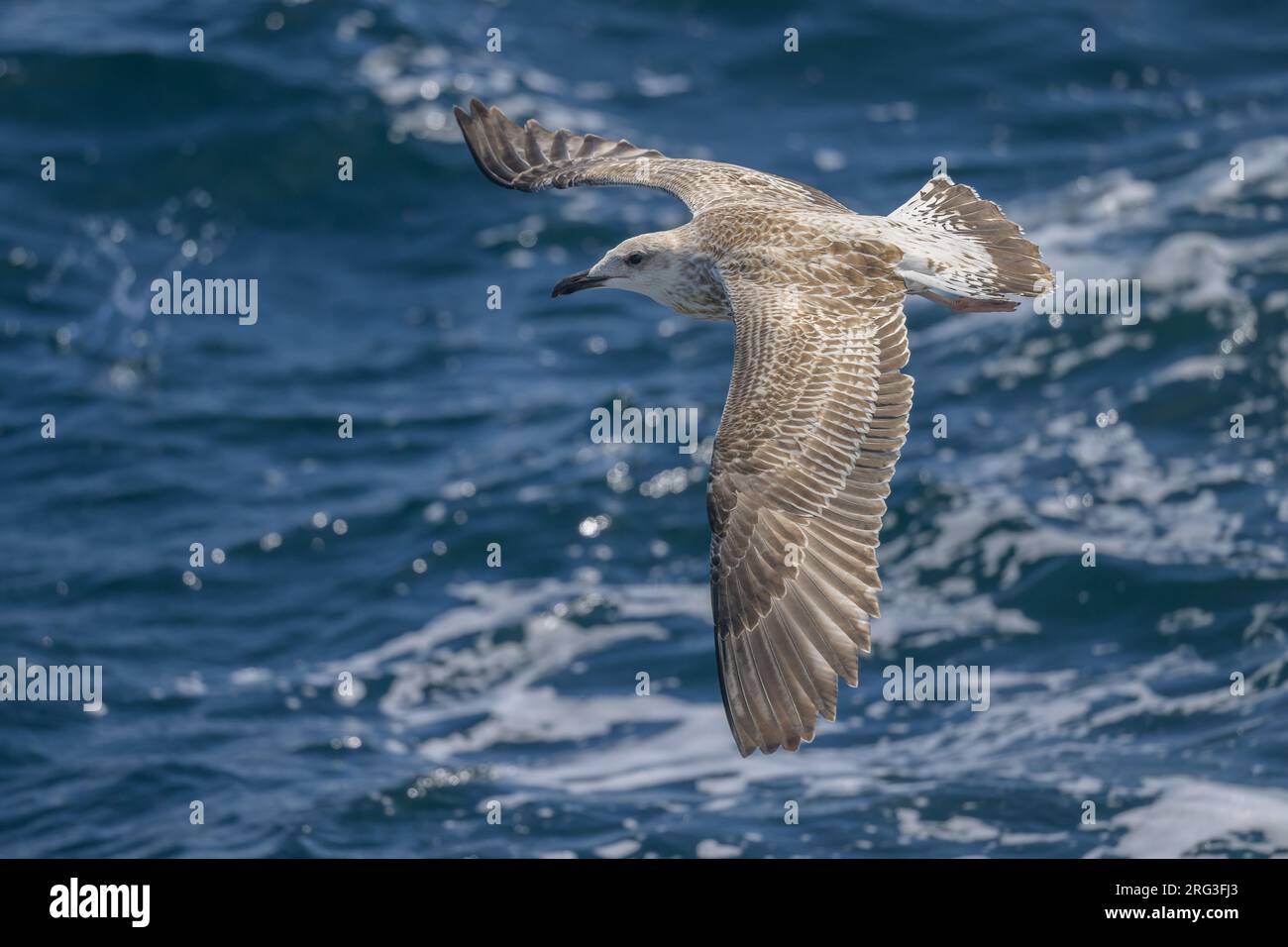 Yellow-legged gull (Larus michaellis), immature (1cy), flying, with the ...