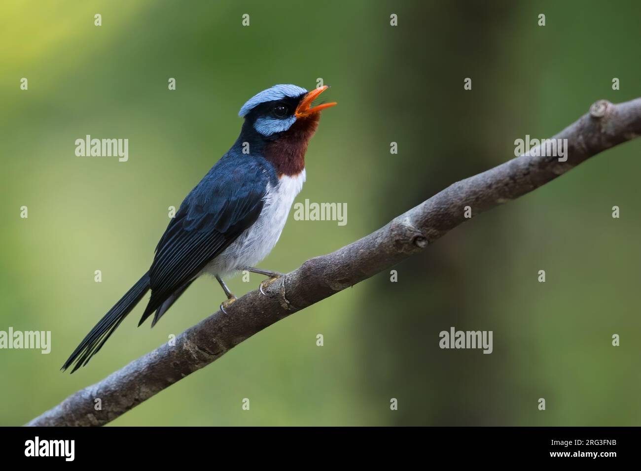 Singing male Azure-crested flycatcher (Myiagra azureocapilla) on Fiji ...