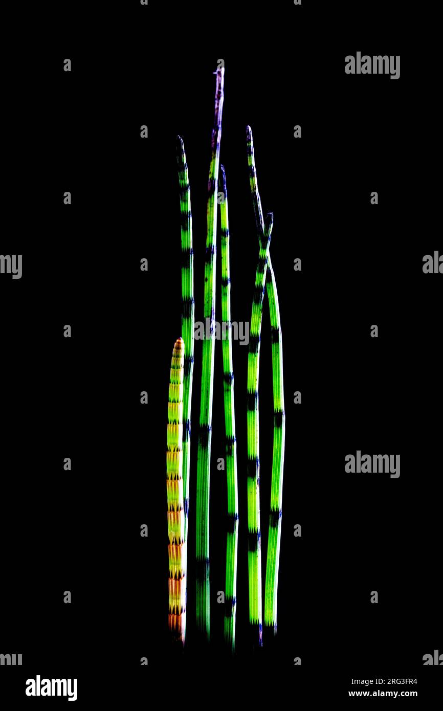 Water horsetail, Equisetum fluviatile Stock Photo - Alamy