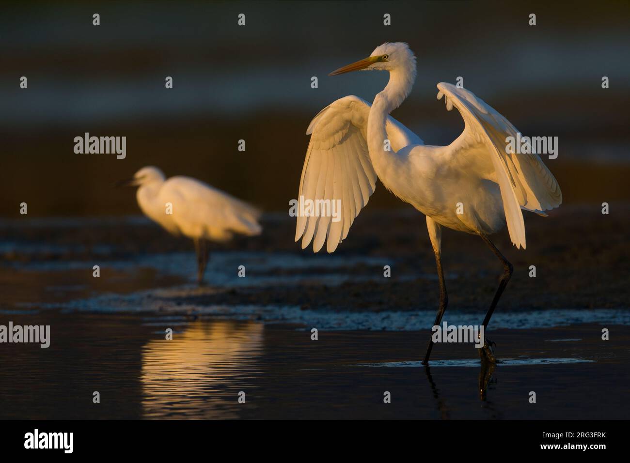 Grote Zilverreiger, Great Egret Stock Photo - Alamy