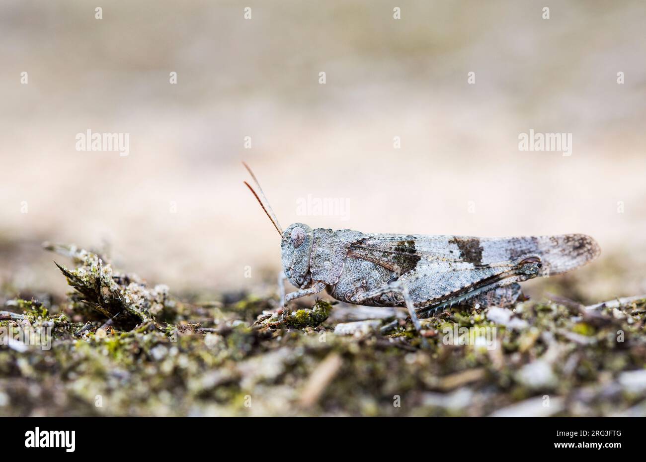 blue-winged grasshopper, Blauwvleugelsprinkhaan, Oedipoda caerulescens ...