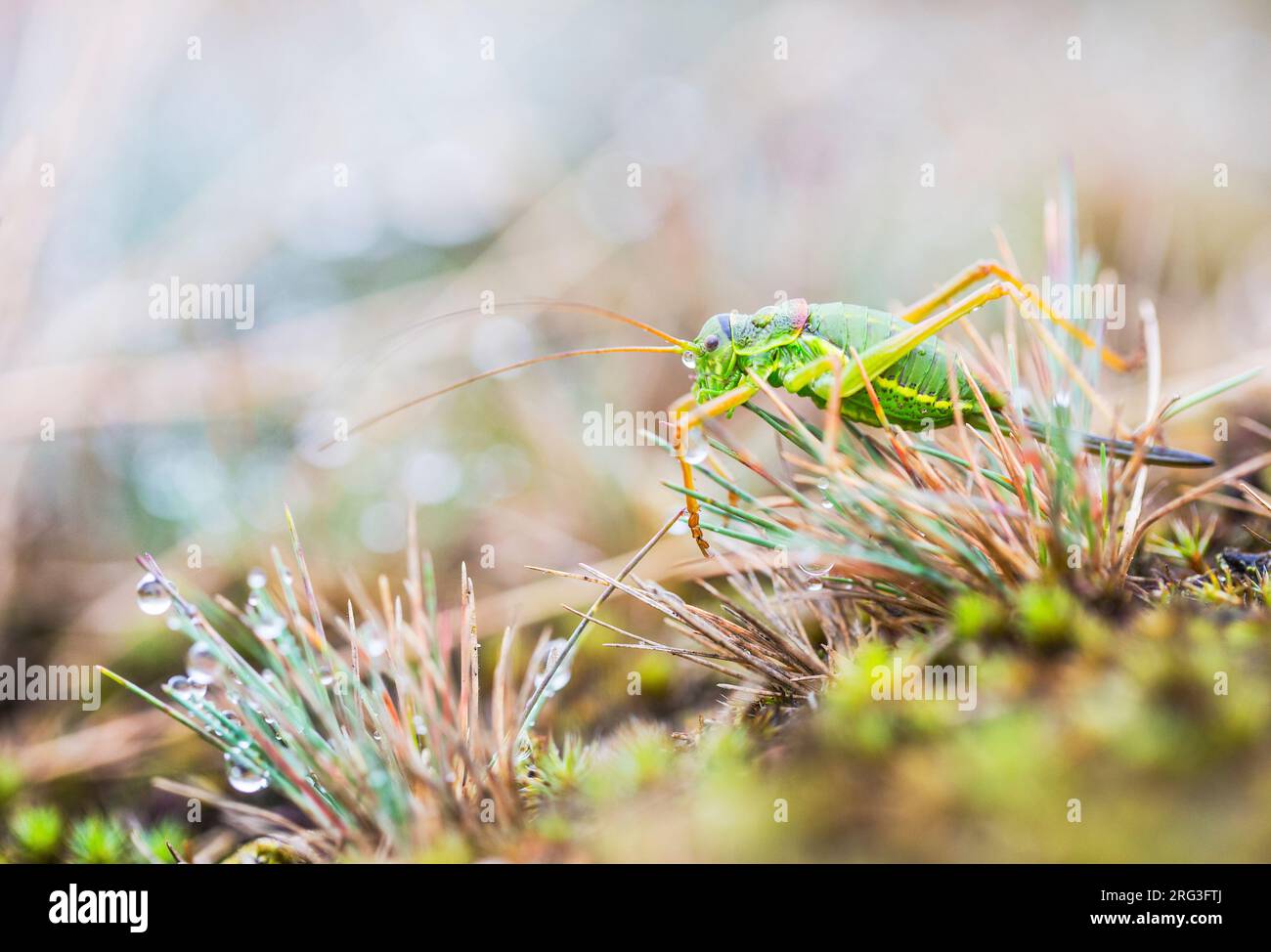 Saddle-backed bush-cricket, Ephippiger diurnus Stock Photo - Alamy