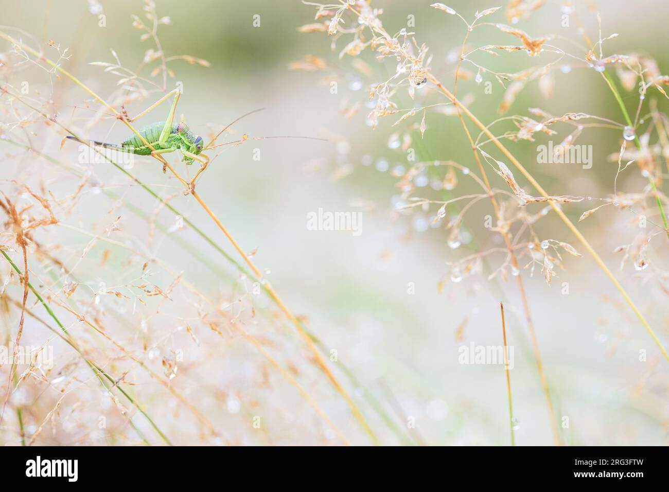Saddle-backed bush-cricket, Ephippiger diurnus Stock Photo - Alamy