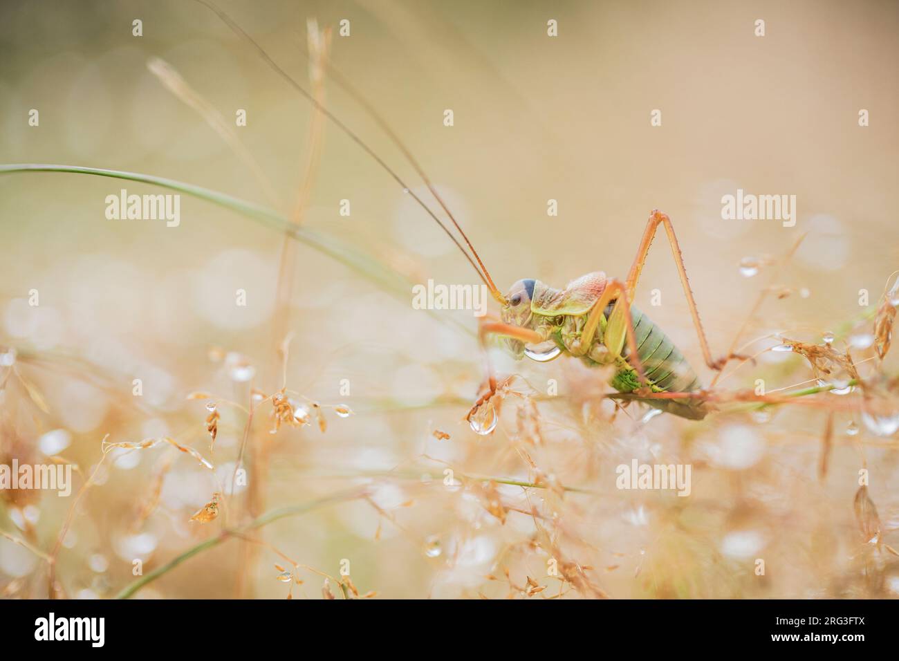 Saddle-backed bush-cricket, Ephippiger diurnus Stock Photo - Alamy