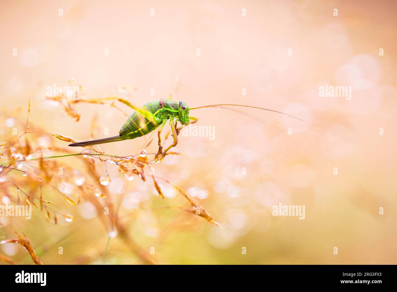 Saddle-backed bush-cricket, Ephippiger diurnus Stock Photo - Alamy