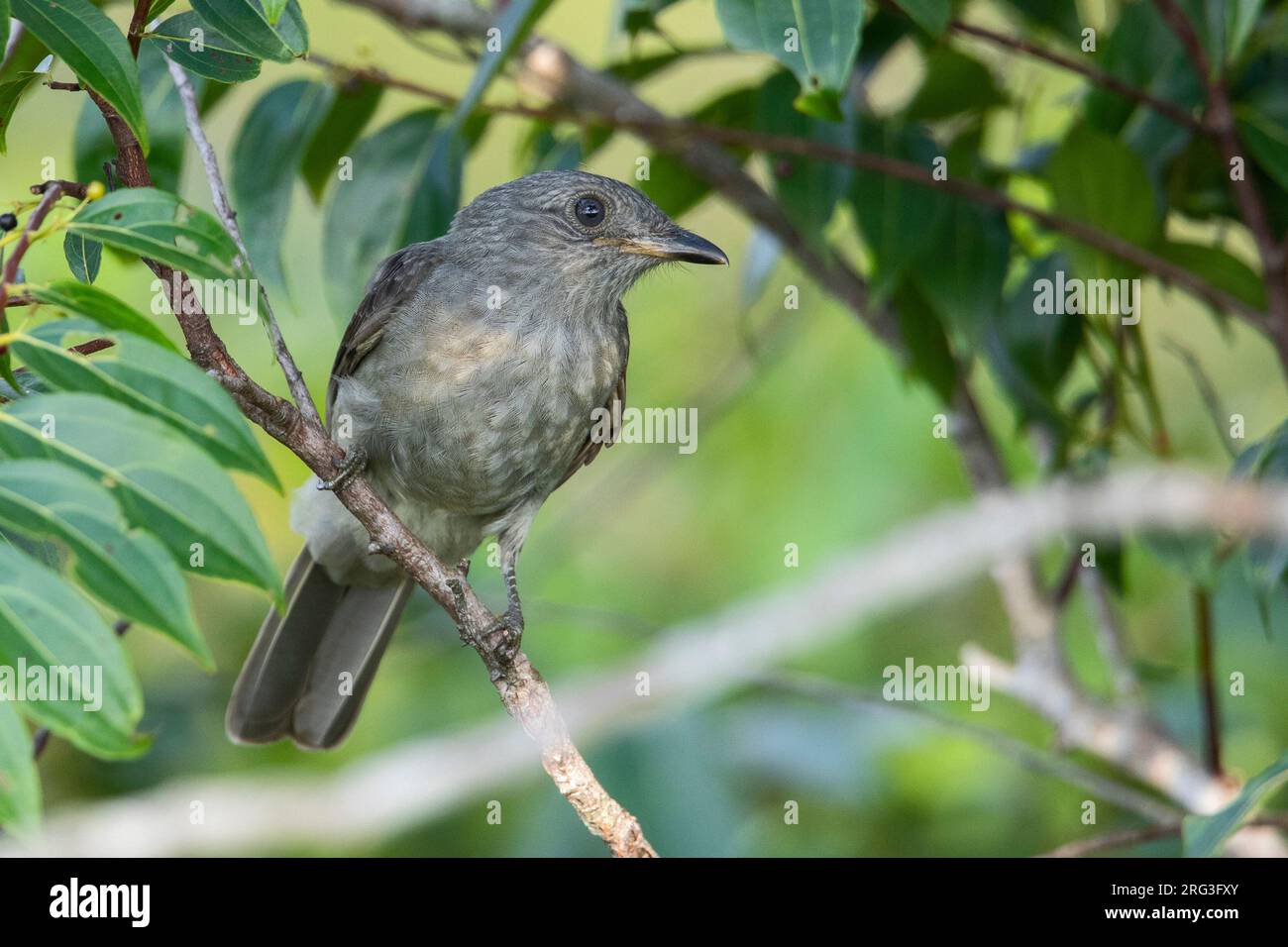Lipaugus hi-res stock photography and images - Alamy