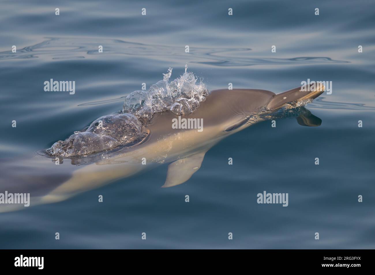 Common dolphin (Delphinus delphis), appearing on the surface and ...