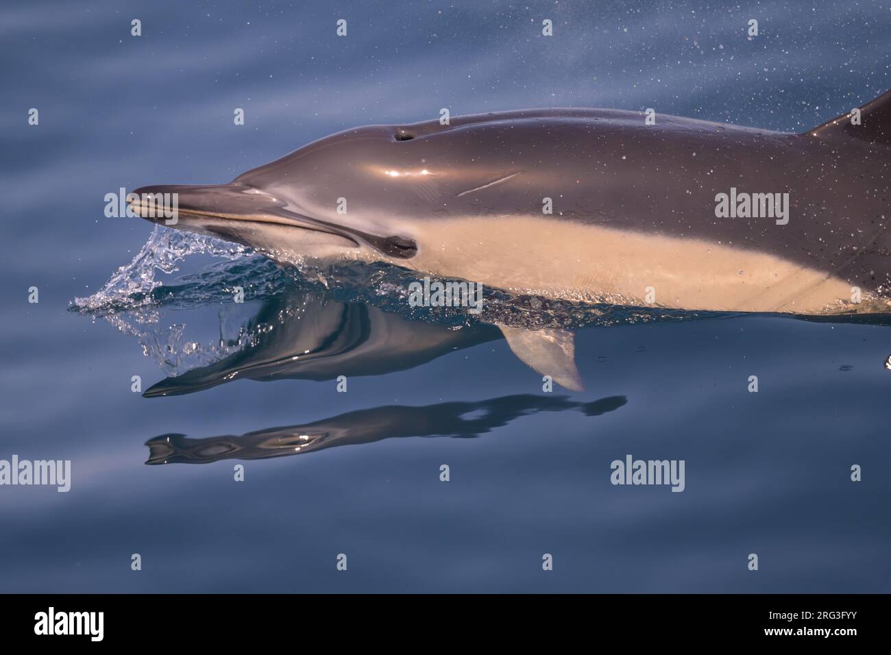 Common dolphin (Delphinus delphis), appearing on the surface, with the ...