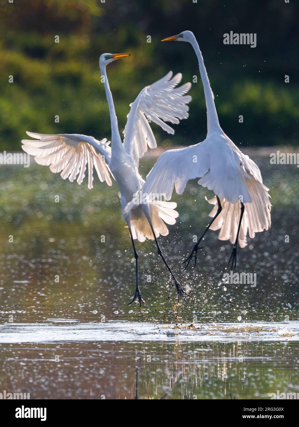 Fighting great egrets hi-res stock photography and images - Alamy