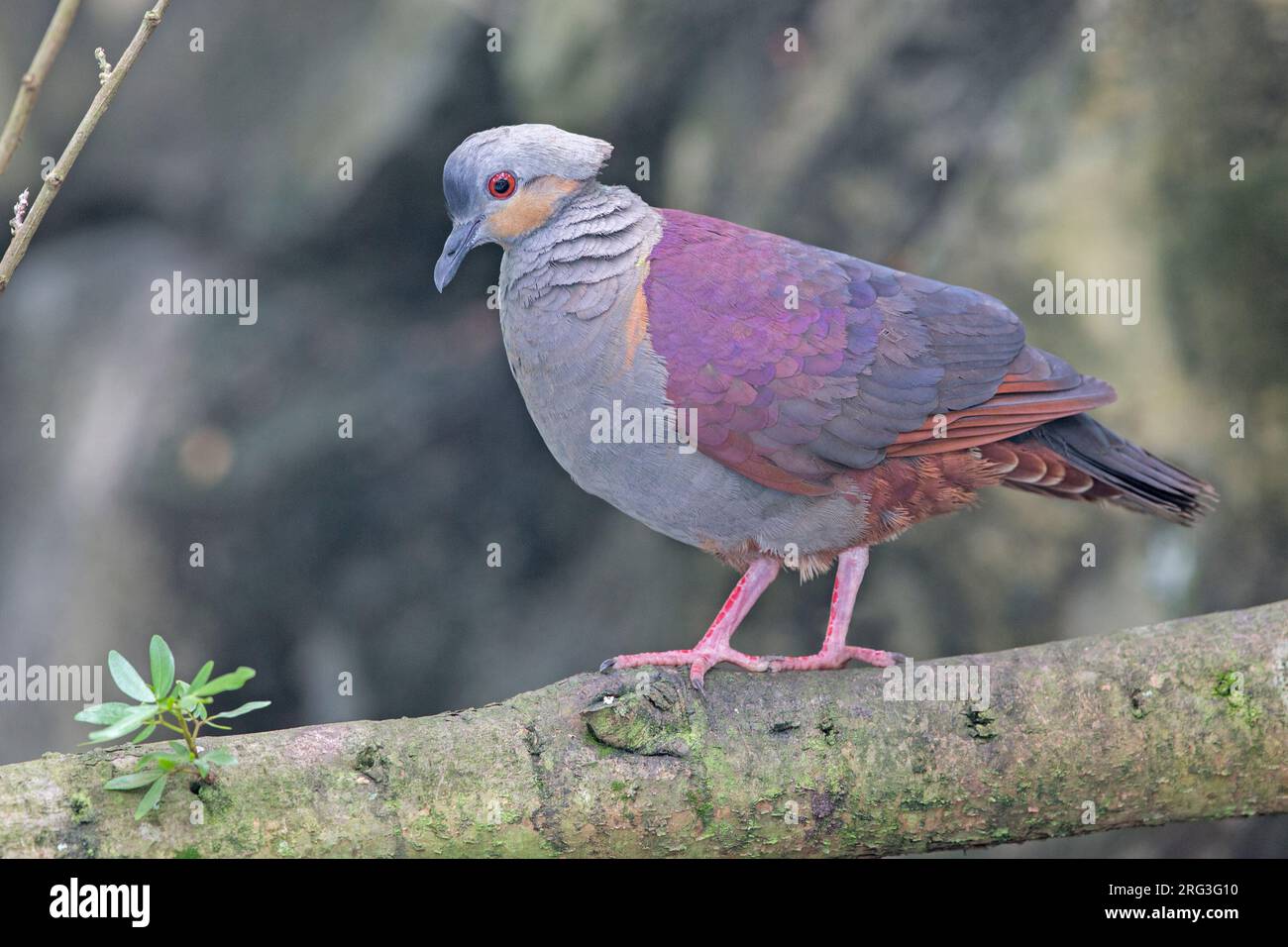 Crested Quail-Dove (Geotrygon versicolor) at Miami Zoo, Miami, Florida ...