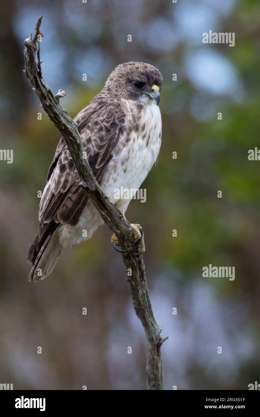 Buteo solitarius hawaii hi-res stock photography and images - Alamy