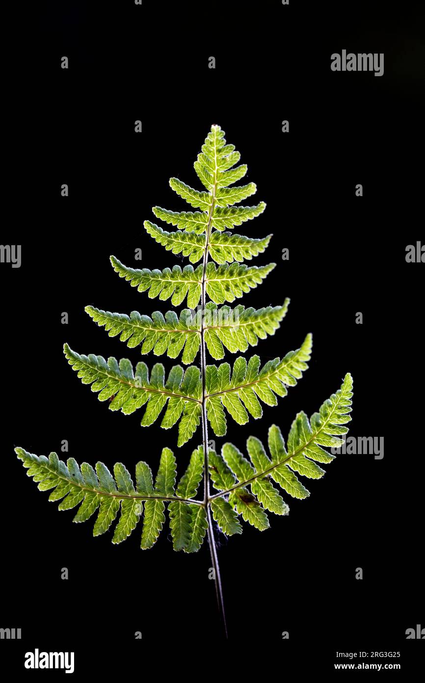 Limestone Fern, Gymnocarpium robertianum Stock Photo - Alamy