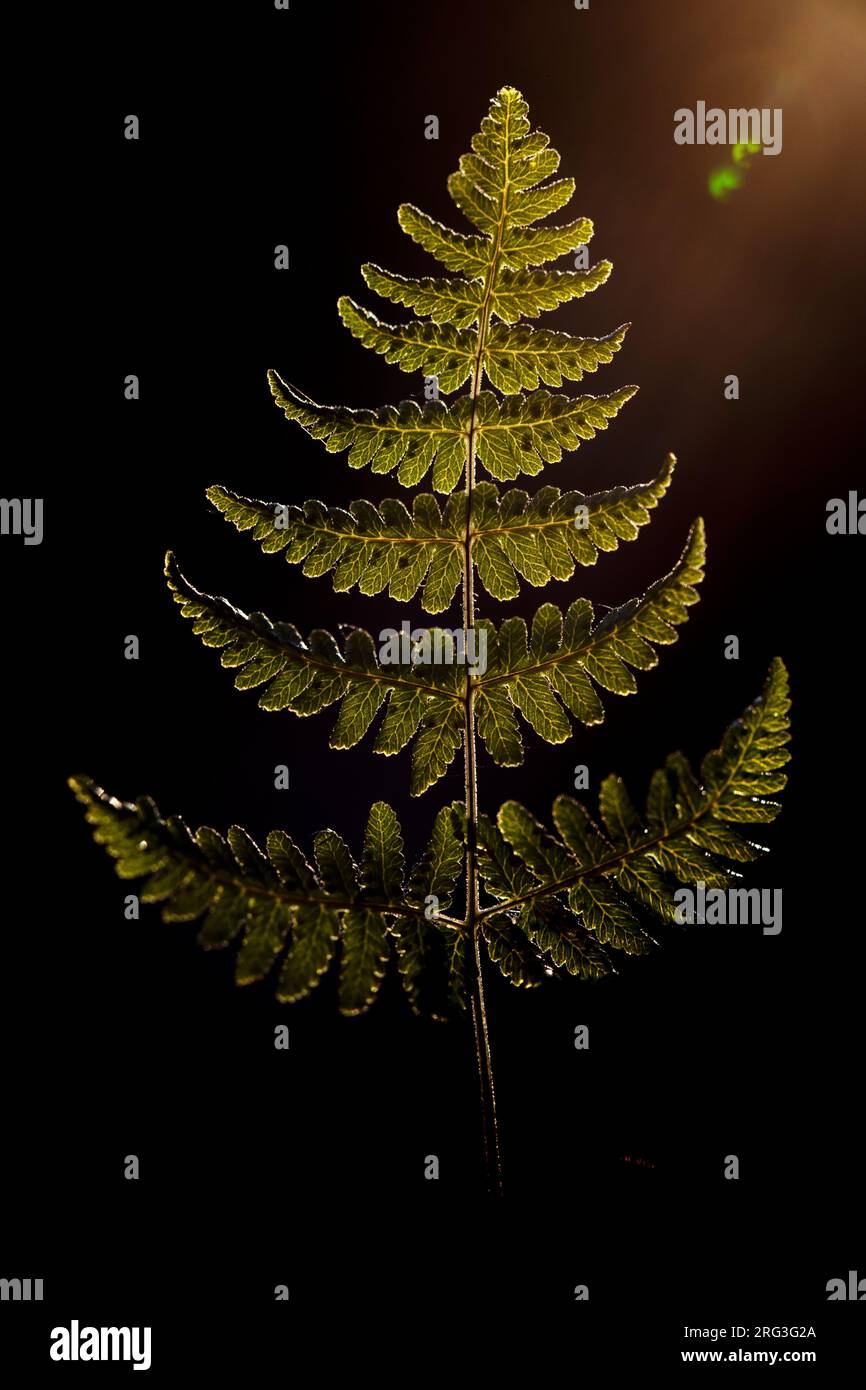 Limestone Fern, Gymnocarpium robertianum Stock Photo - Alamy