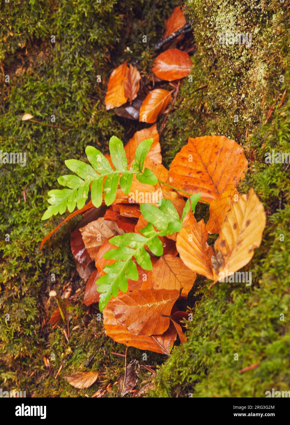 A tiny fern grows on moss and the trunk of a tree, surrounded by fallen ...