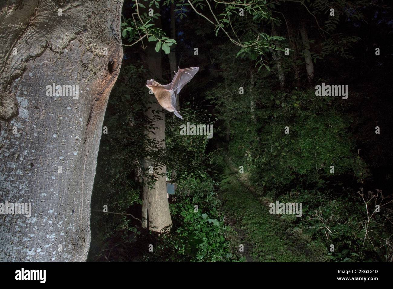 Noctule bat flying hi-res stock photography and images - Alamy