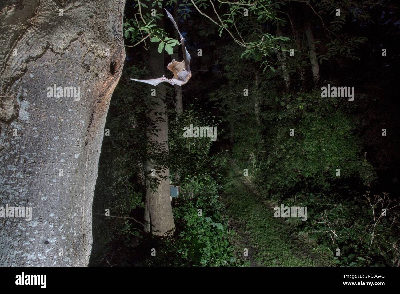Noctule bat flying hi-res stock photography and images - Alamy