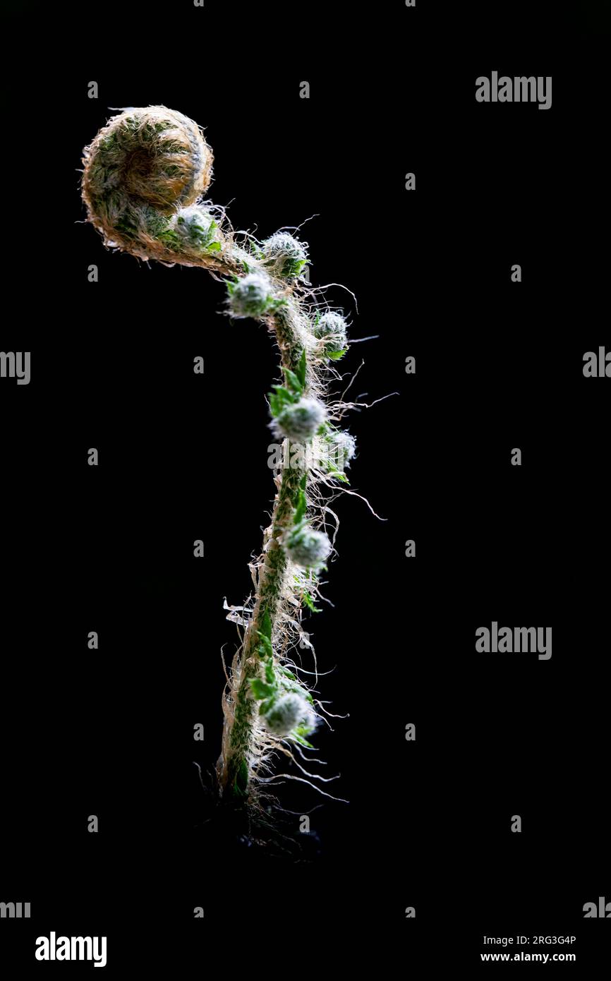 Soft Shield fern, Polystichum setiferum Stock Photo - Alamy