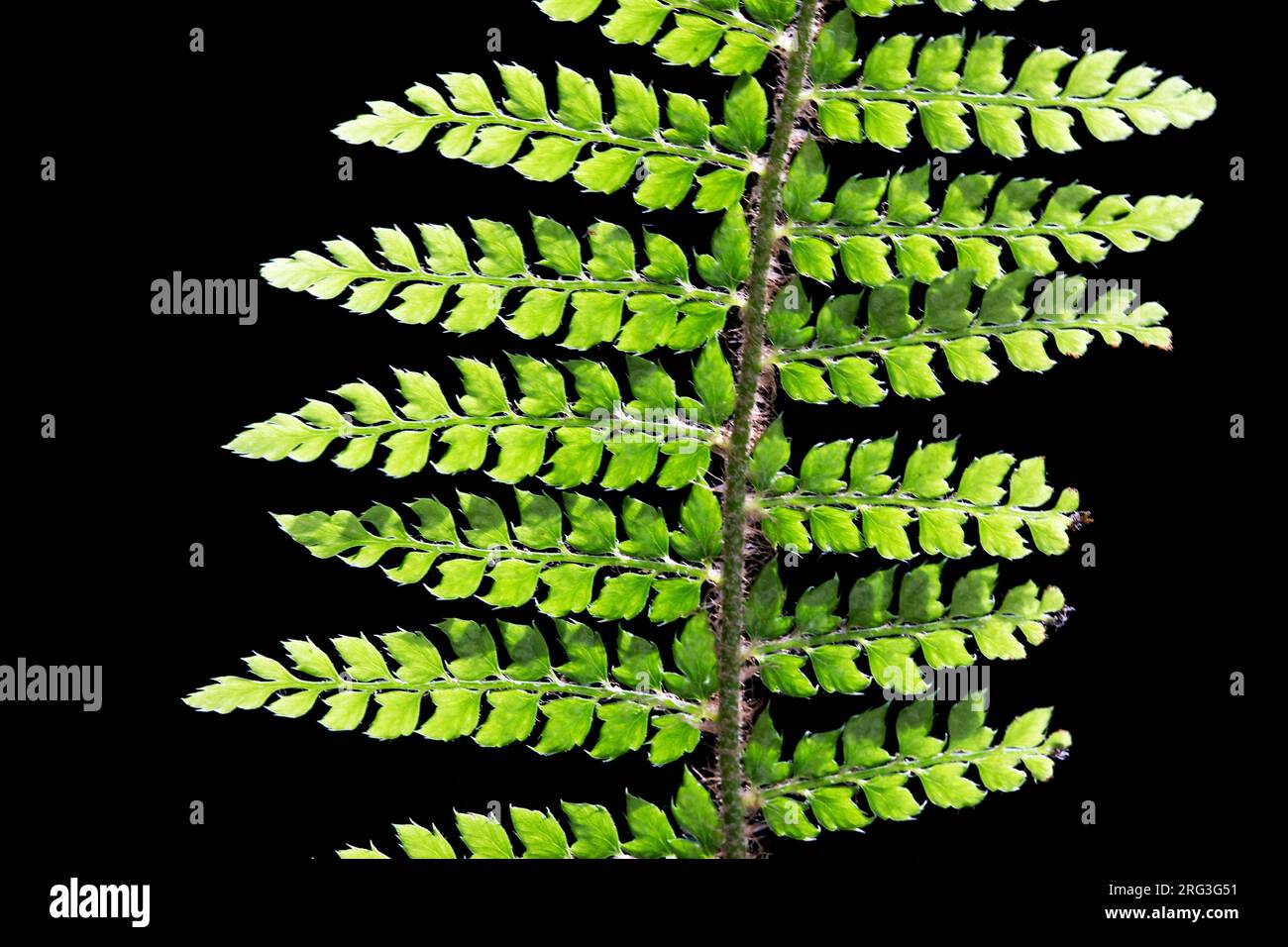 Soft Shield fern, Polystichum setiferum Stock Photo - Alamy