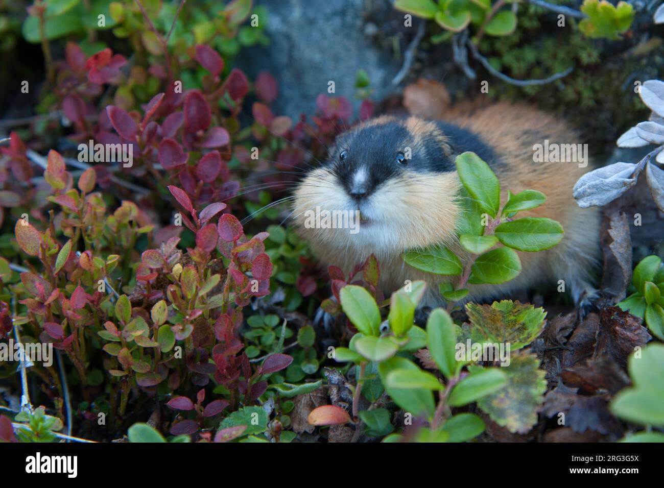 Norway Lemming (Lemmus lemmus) among autumn coloured bearberries and ...