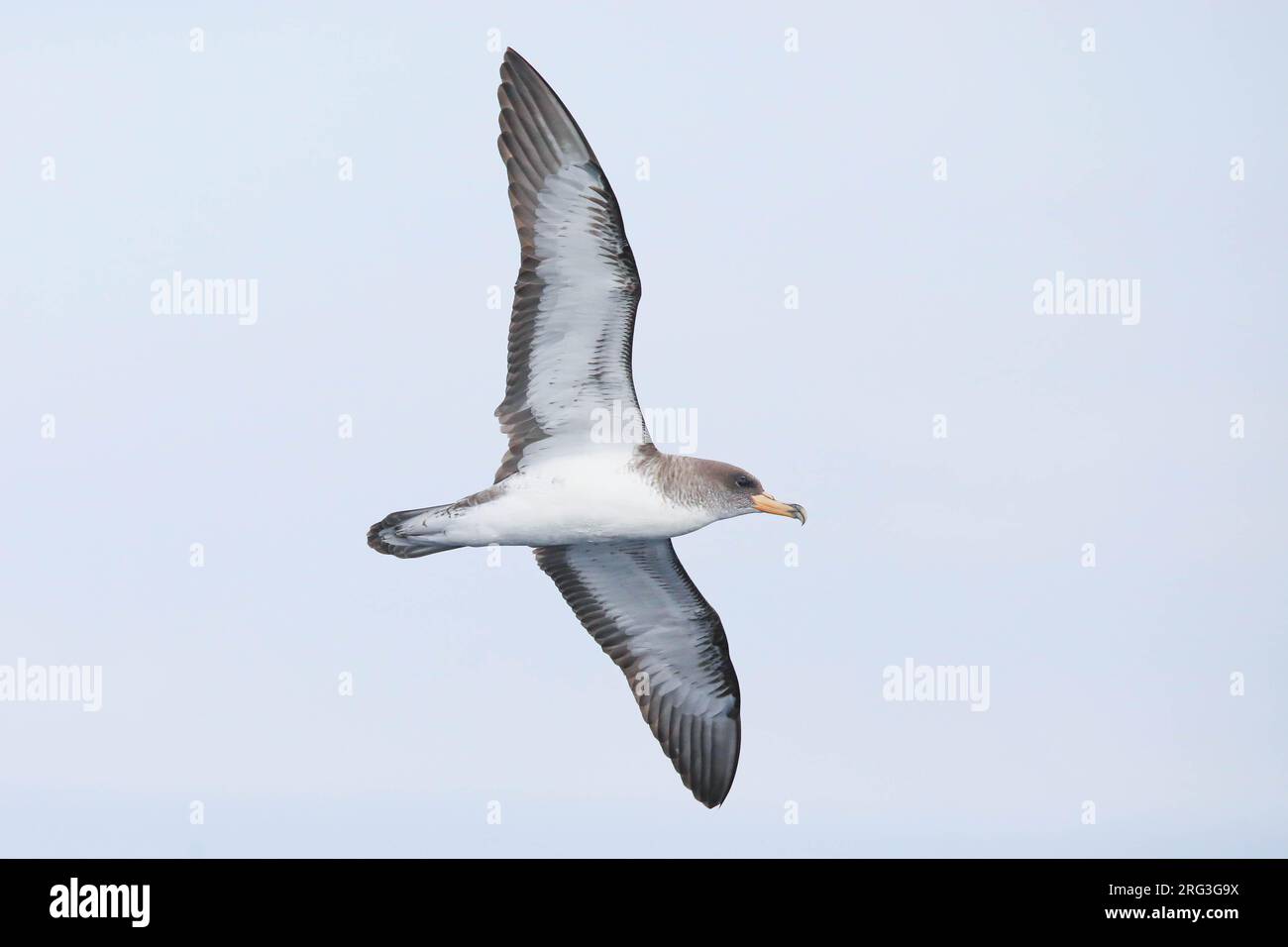 Cory's sheaarwater (Calonectris borealis) flying, with a pale blue sky ...