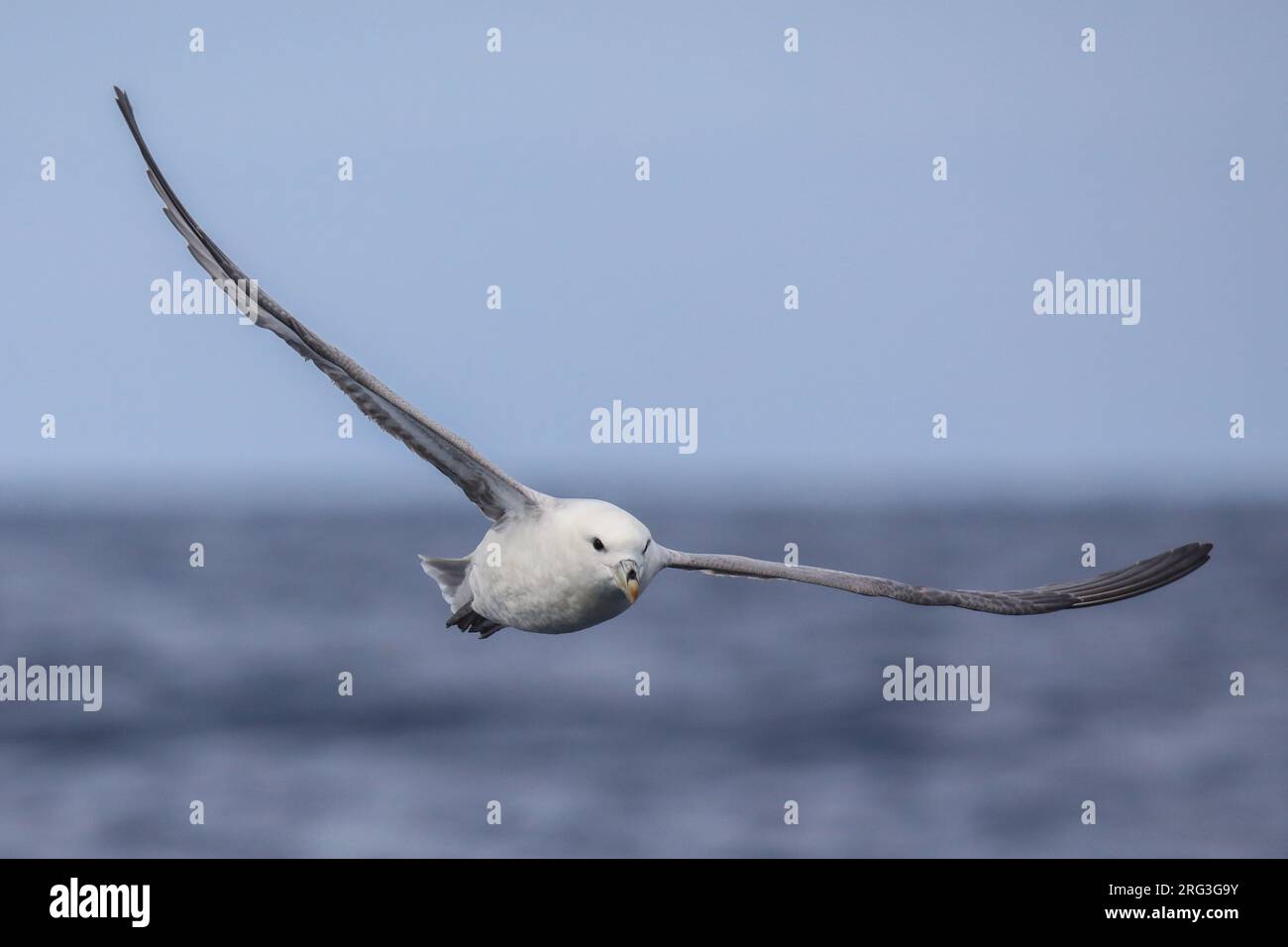 Northern fulmar (Fulmarus glacialis) flying against the sea and the sky ...