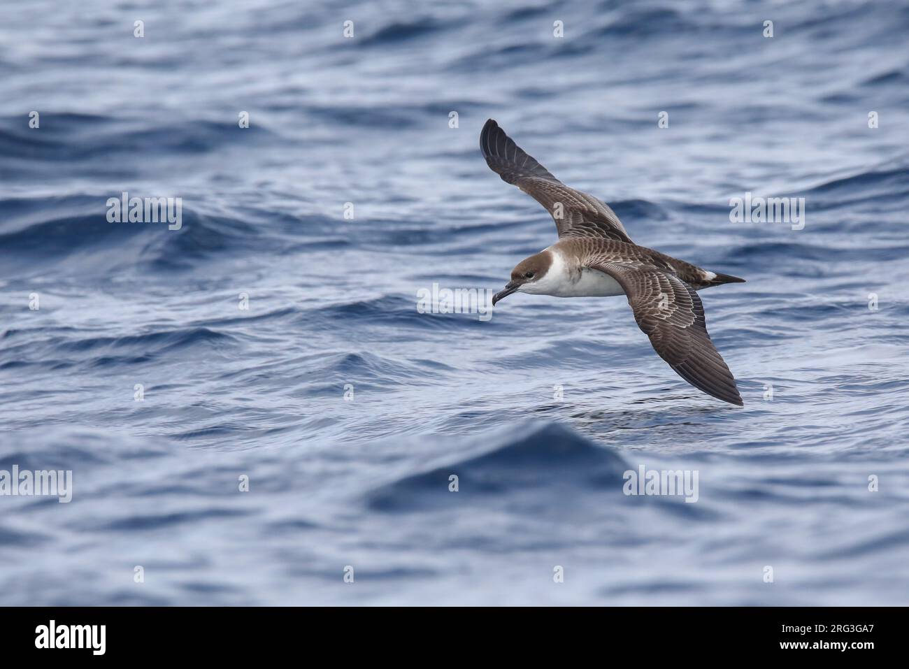 Great shearwater (Ardenna gravis) flying, with the sea as background ...