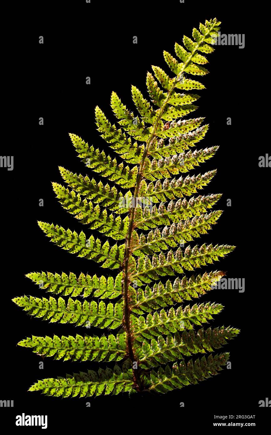 Hard shield fern hi-res stock photography and images - Alamy