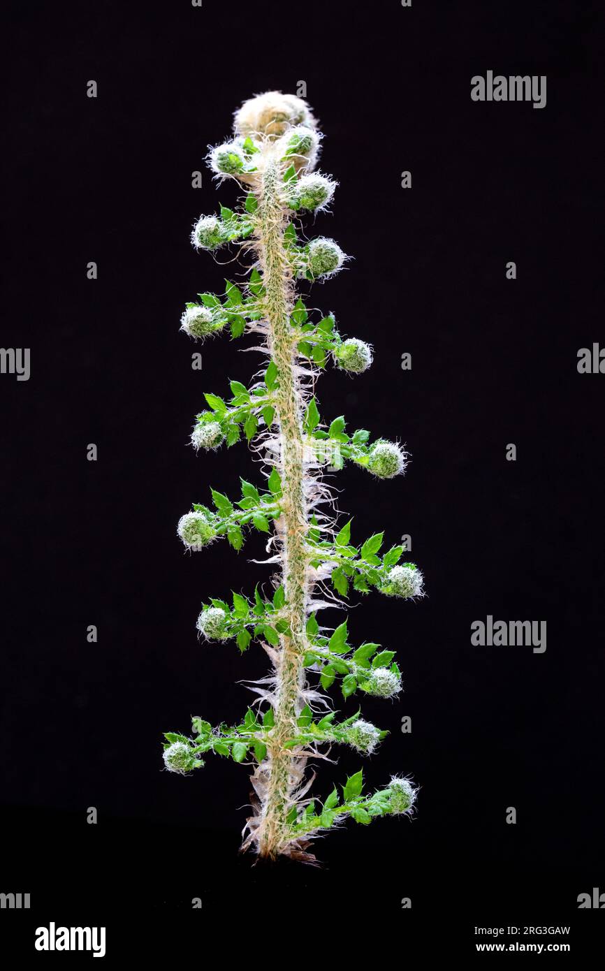 Soft Shield fern, Polystichum setiferum Stock Photo - Alamy