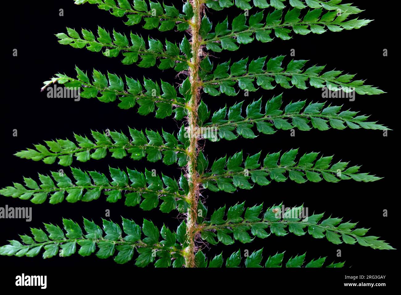 Soft Shield fern, Polystichum setiferum Stock Photo - Alamy