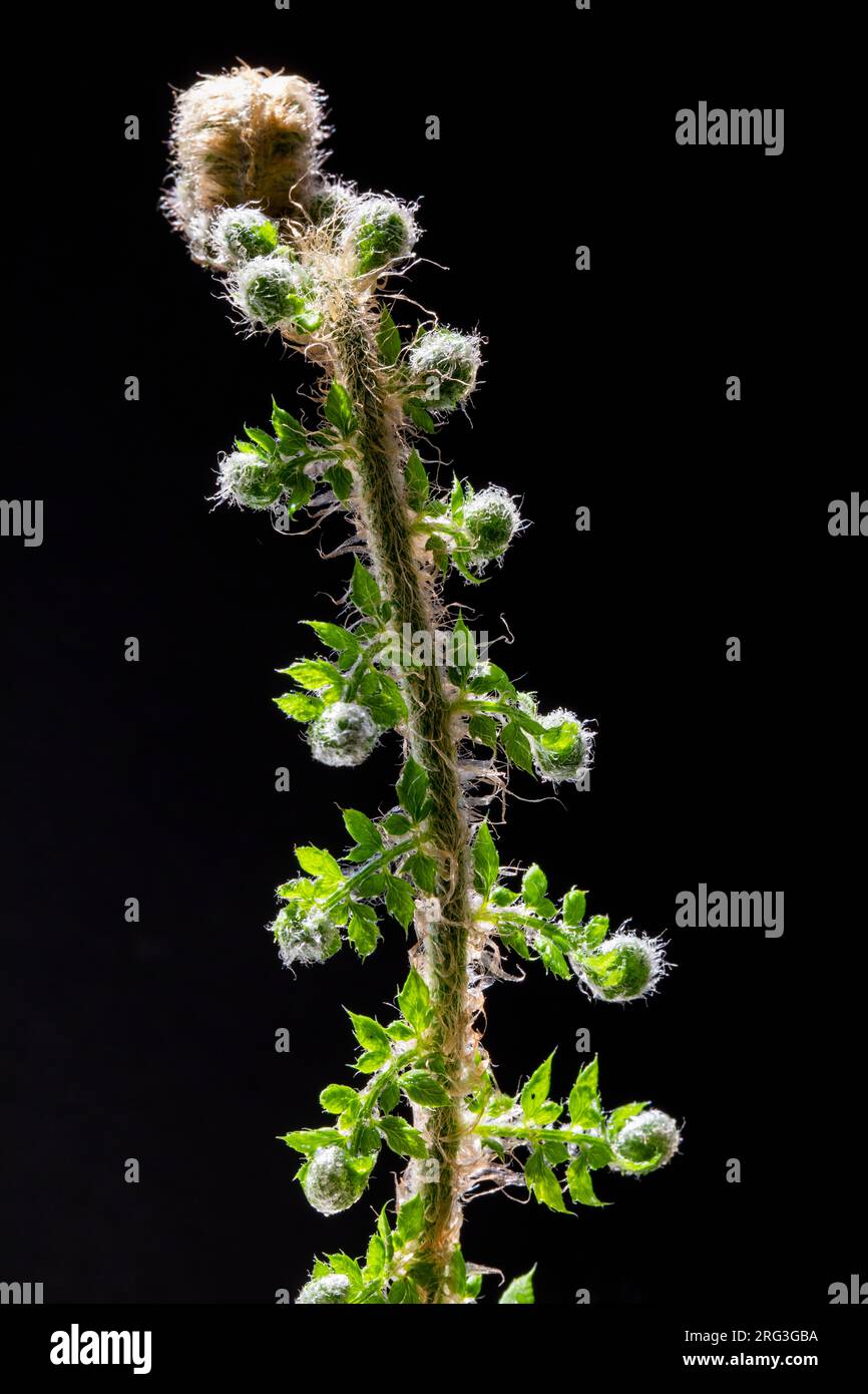 Soft shield fern frond hi-res stock photography and images - Alamy