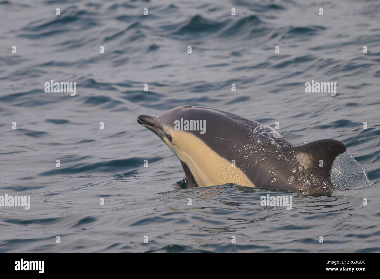 Common dolphin (Delphinus delphis) appearing on the surface, with the ...