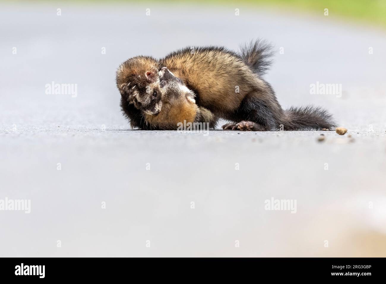 Fight in between two males Domestic Ferret (Mustela putorius furo) in ...