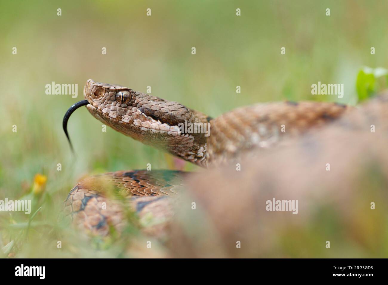 Asp Viper (Vipera aspis aspis) taken the 13/08/2021 at Le Mans- France ...