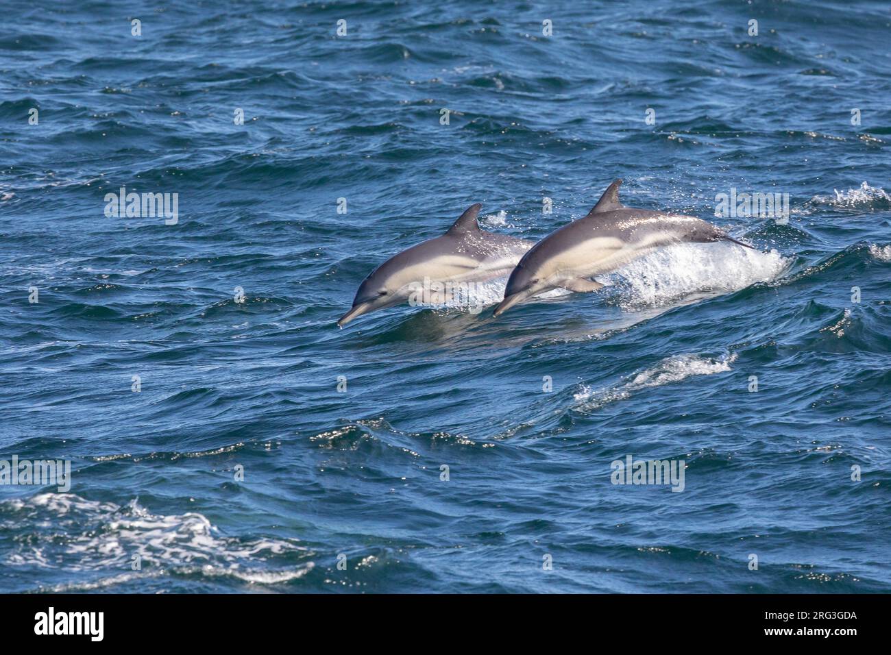 Common dolphins (Delphinus delphis) jumping, against a rough sea as ...