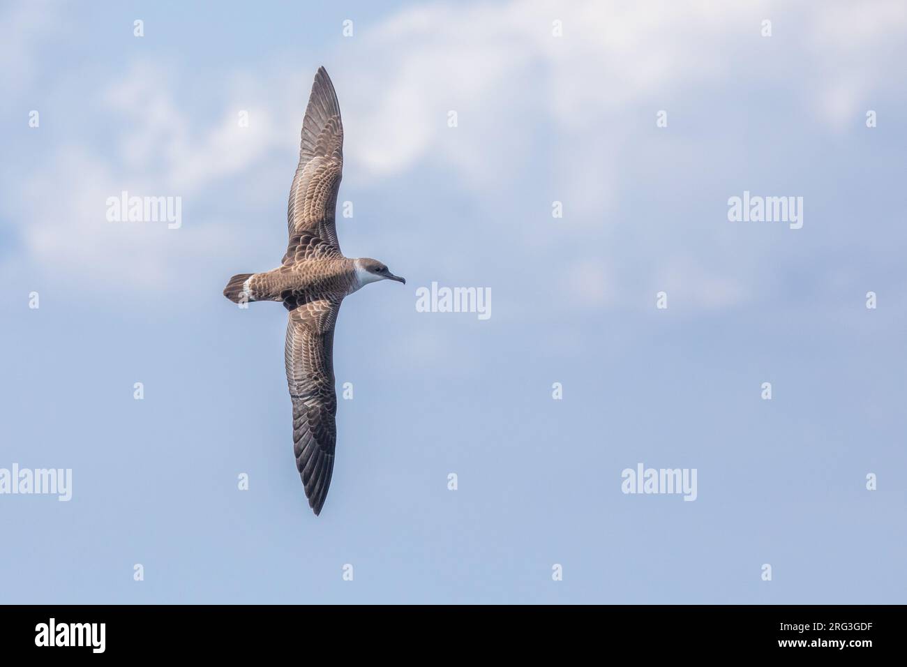 Great shearwater (Ardenna gravis) flying, with the sky as background ...