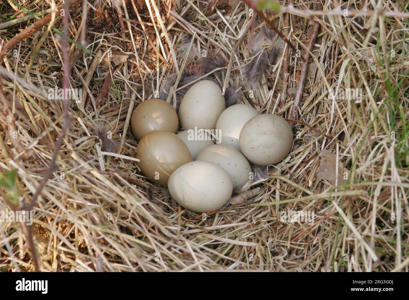 Phasianus colchicus pheasant nest hi-res stock photography and images ...