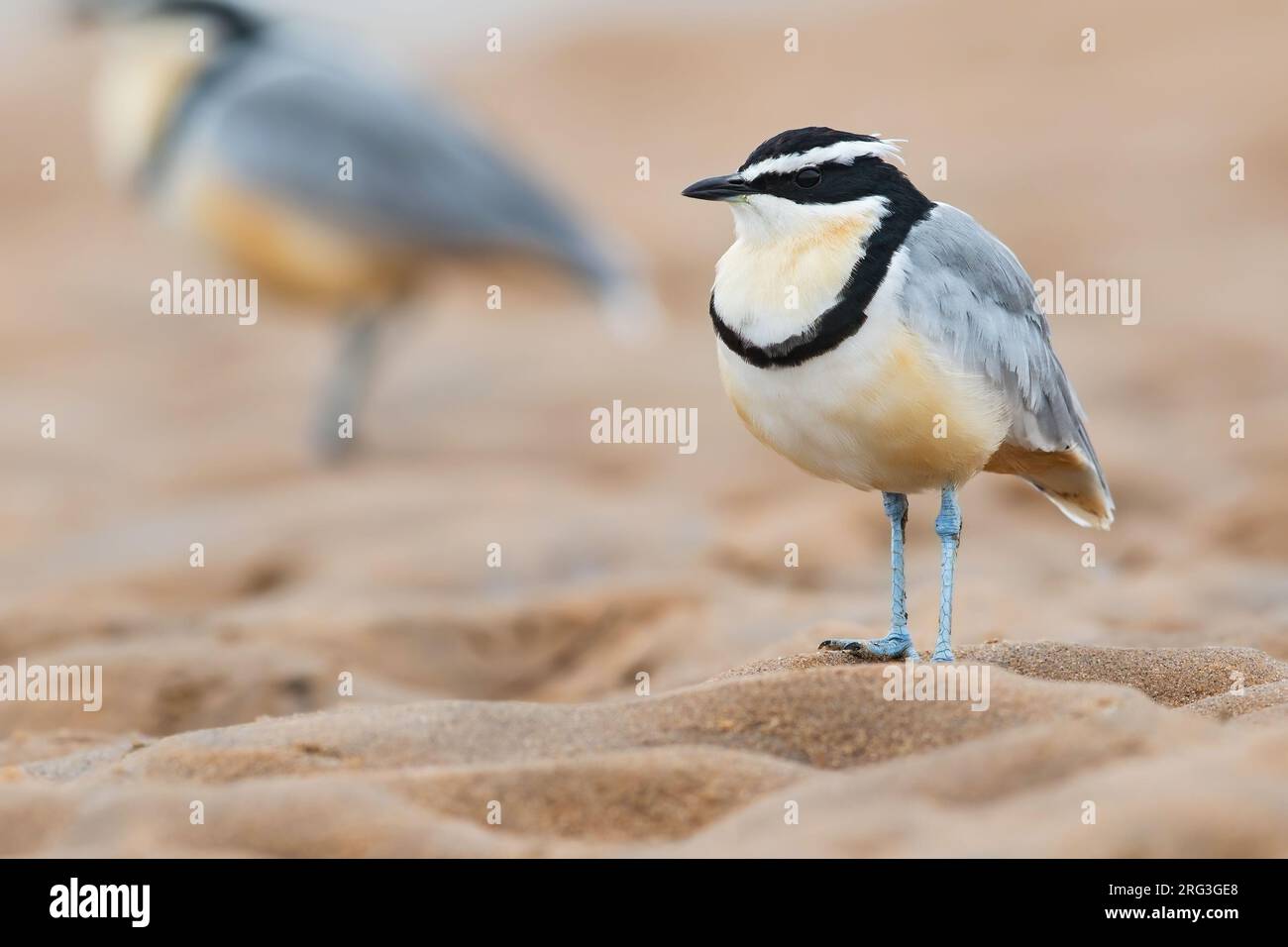 Egyptian Plover, Pluvianus aegyptius, on a riverbank of a river in ...