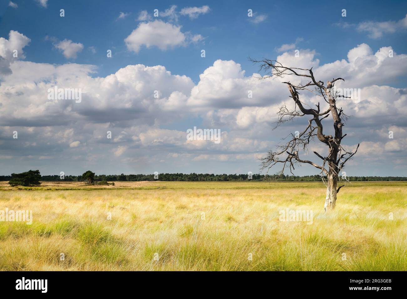 Burned field in area hi-res stock photography and images - Alamy