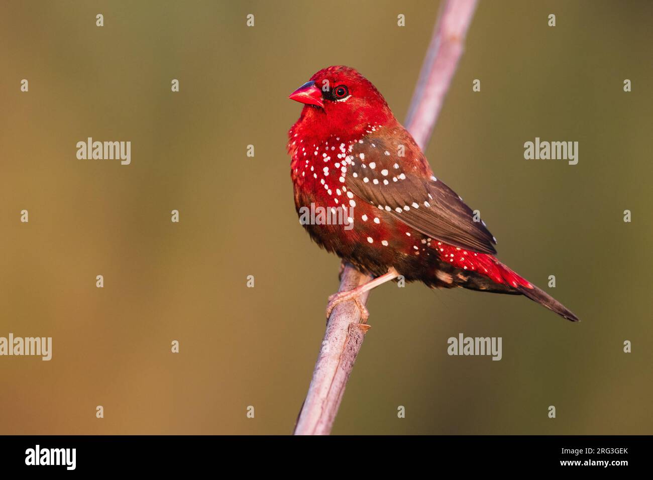 The escaped bird hi-res stock photography and images - Alamy