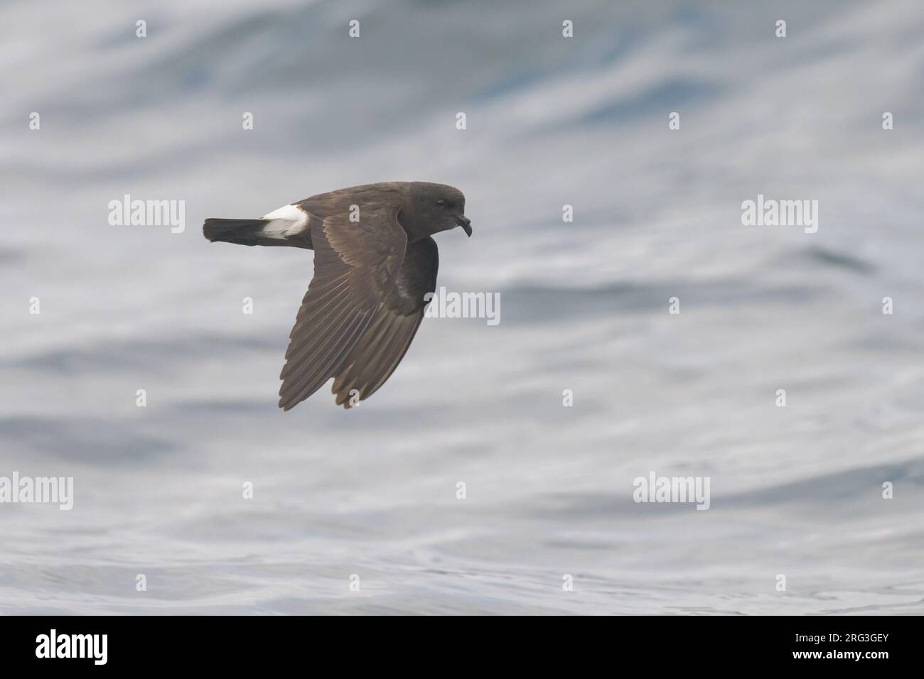 European storm-petrel (Hydrobates pelagicus), flying, with the sea as ...