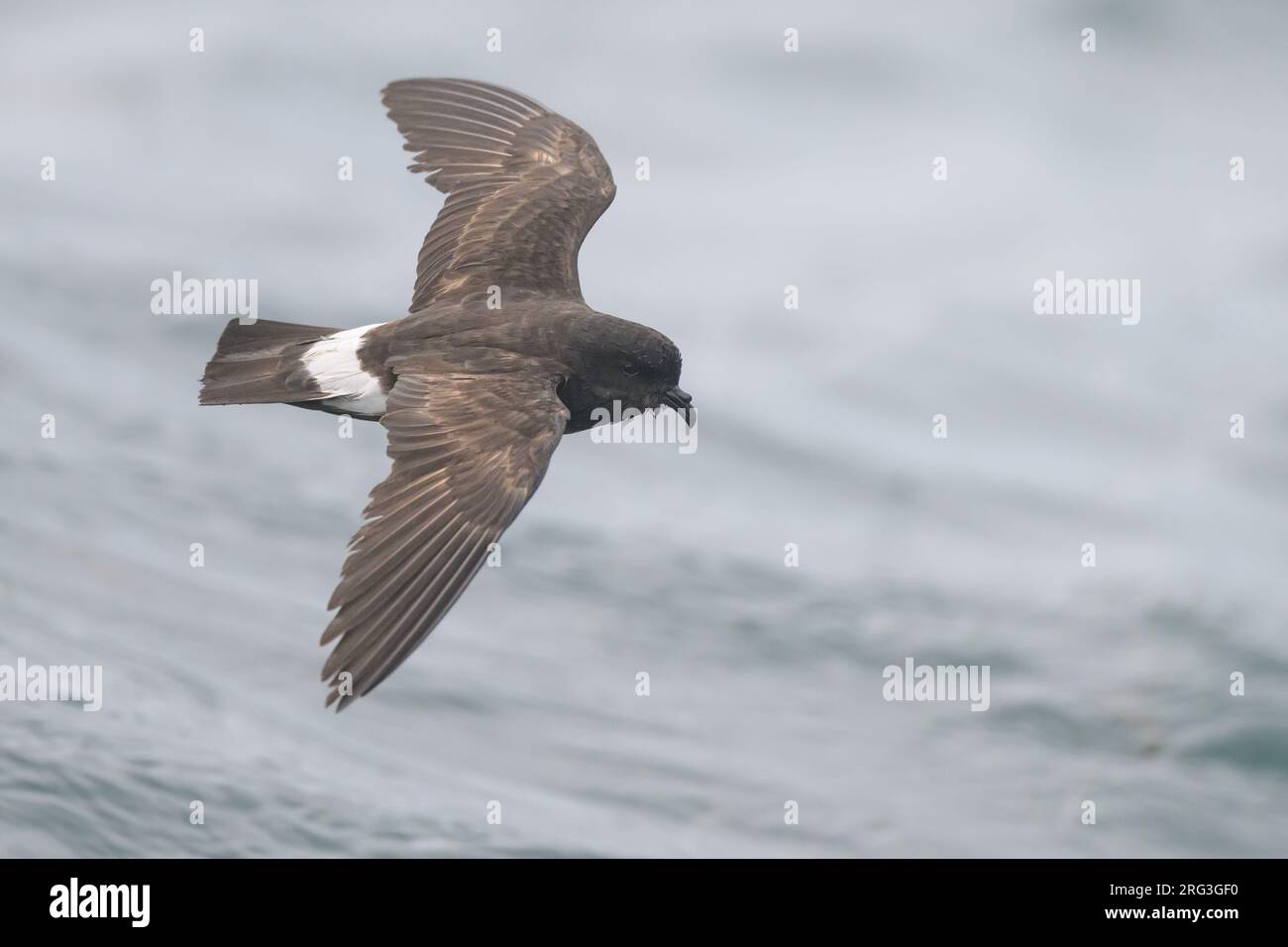 European storm-petrel (Hydrobates pelagicus), flying, with the sea as ...