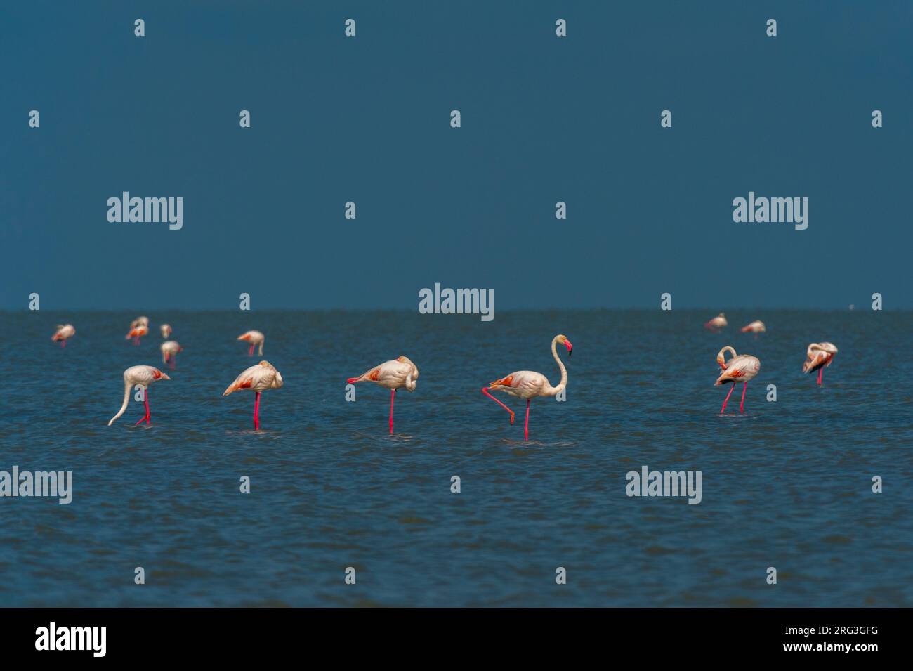 Full standing view of flamingo hi-res stock photography and images - Alamy