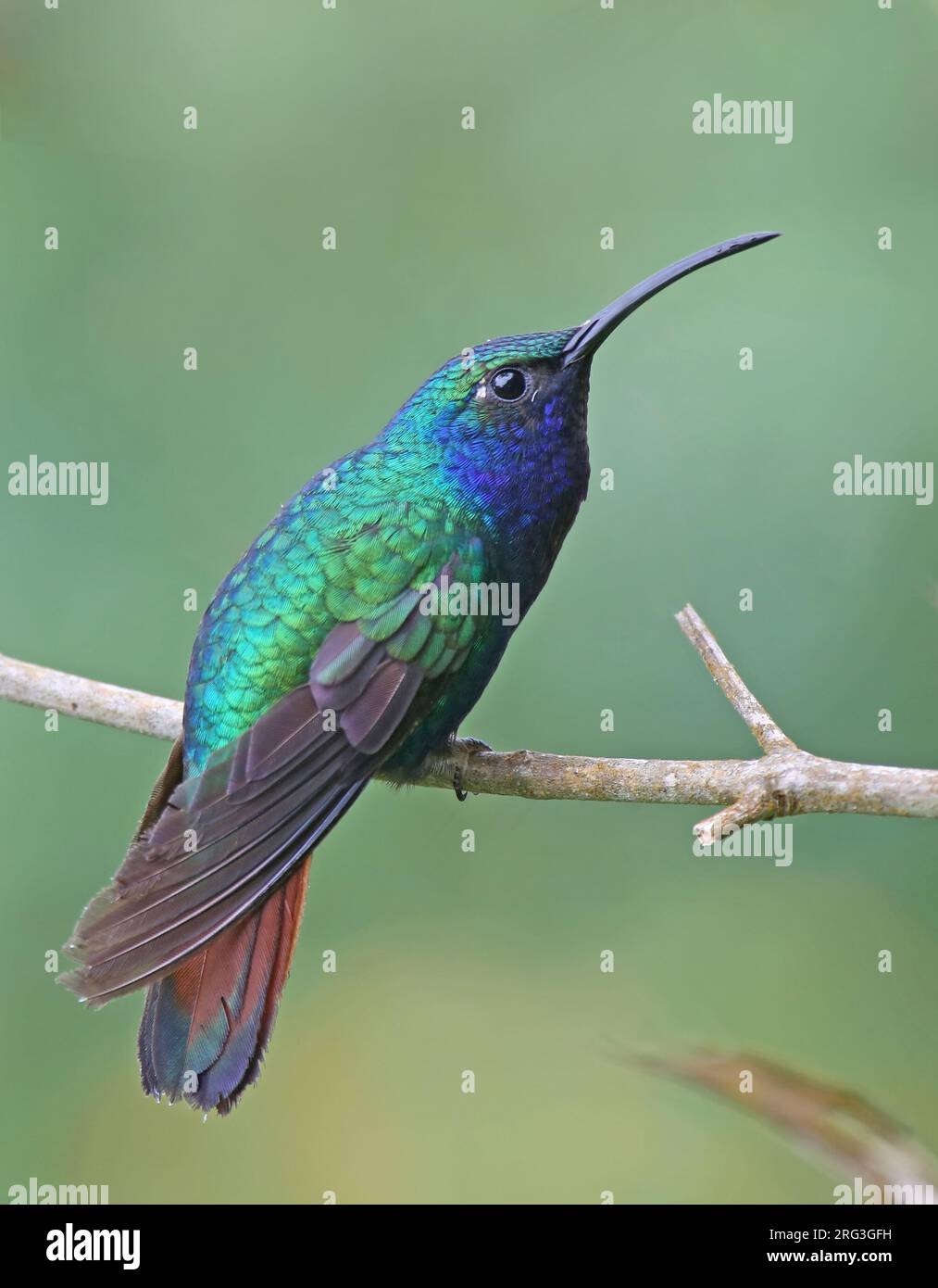 A male Lazuline Sabrewing (Campylopterus falcatus) at ProAves El Dorado ...