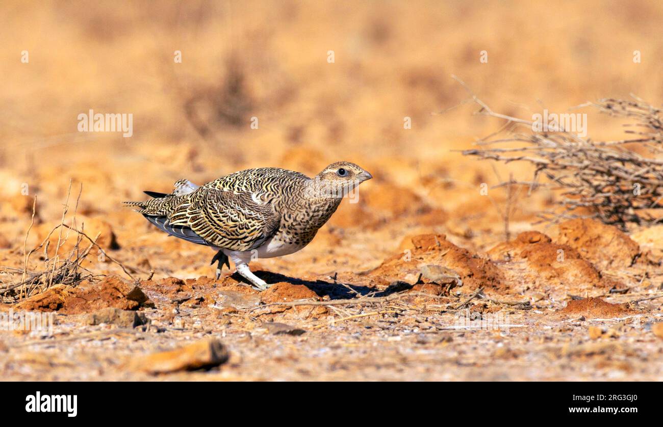 Juvenile Pin-tailed Sandgrouse (Pterocles alchata). This plumage is ...