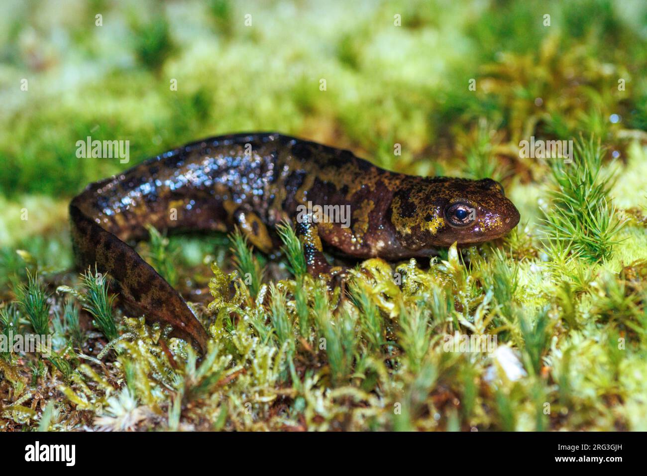 Marbled Newt (Triturus marmoratus) taken the 04/08/2021 at Le Mans ...
