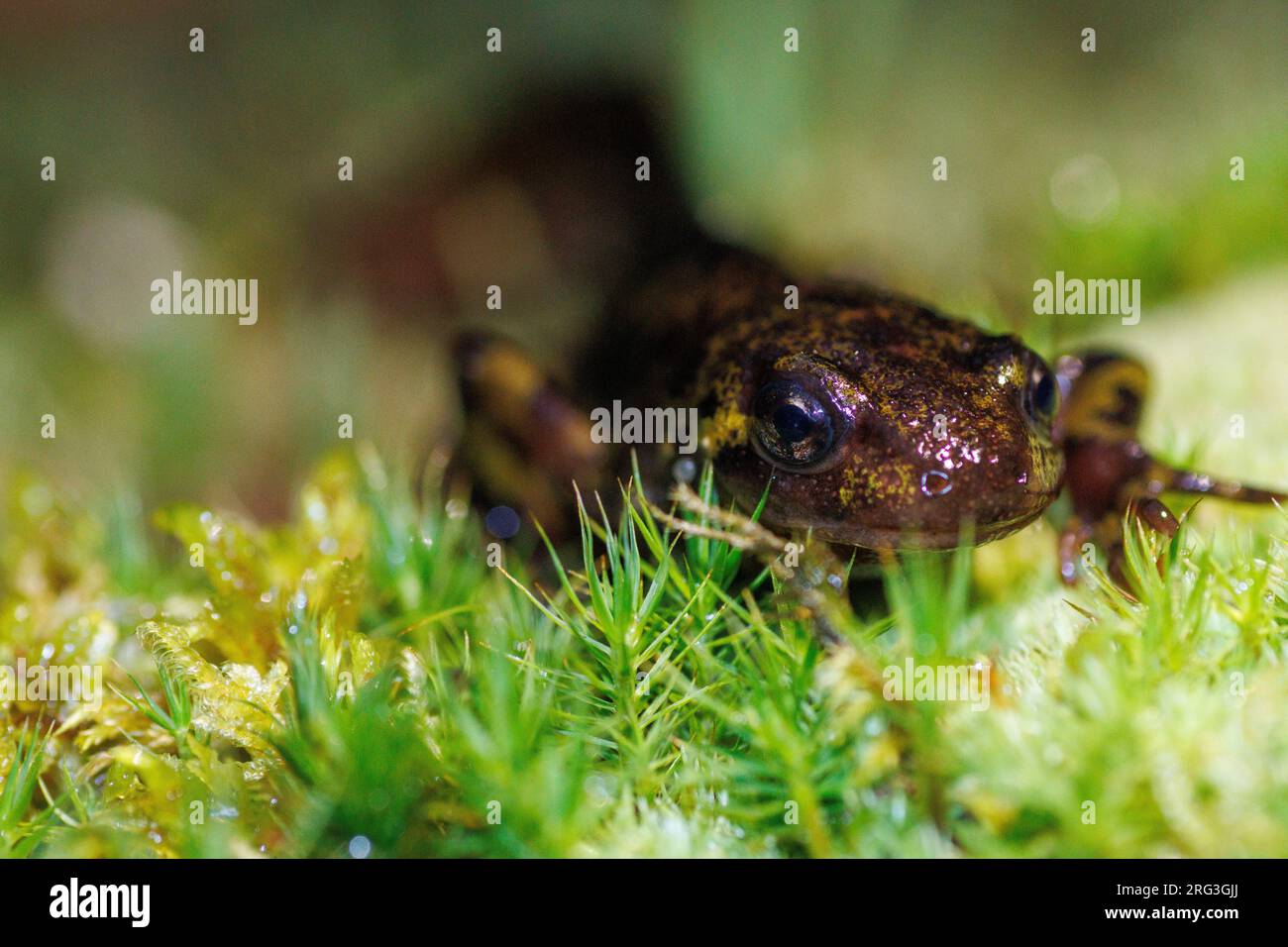 Marbled Newt (Triturus marmoratus) taken the 04/08/2021 at Le Mans ...