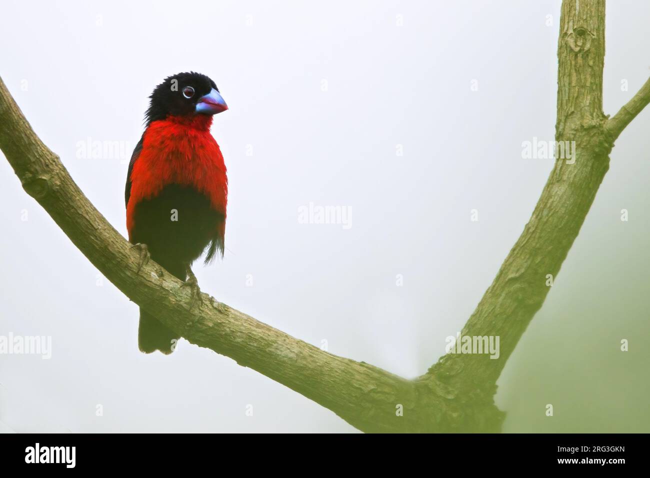 Western Bluebill (Spermophaga haematina) perched on a branch in a ...